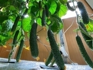 Olimlar Antarktidada ilk bor bodring yetishtirdi | Qalampir.uz