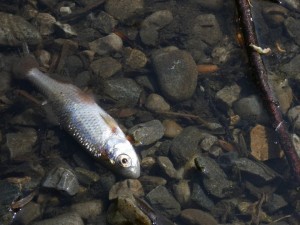 Chirchiq daryosida yuzlab baliqlar nobud qilingani aytilmoqda | Qalampir.uz