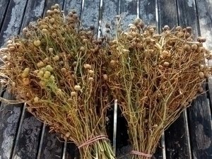 Rossiyaga ketayotgan o‘zbekistonliklardan o‘zlari bilan isiriq olmaslik ...