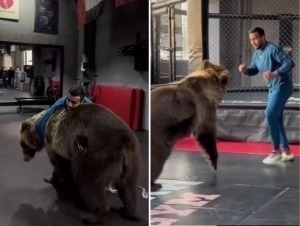 Ayiq bilan mashg‘ulot qilgan Shahram G‘iyosovga chora ko‘rildi (video ...