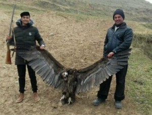 Қизил китобга киритилган тасқара қуши овлангани айтилмоқда | Qalampir.uz